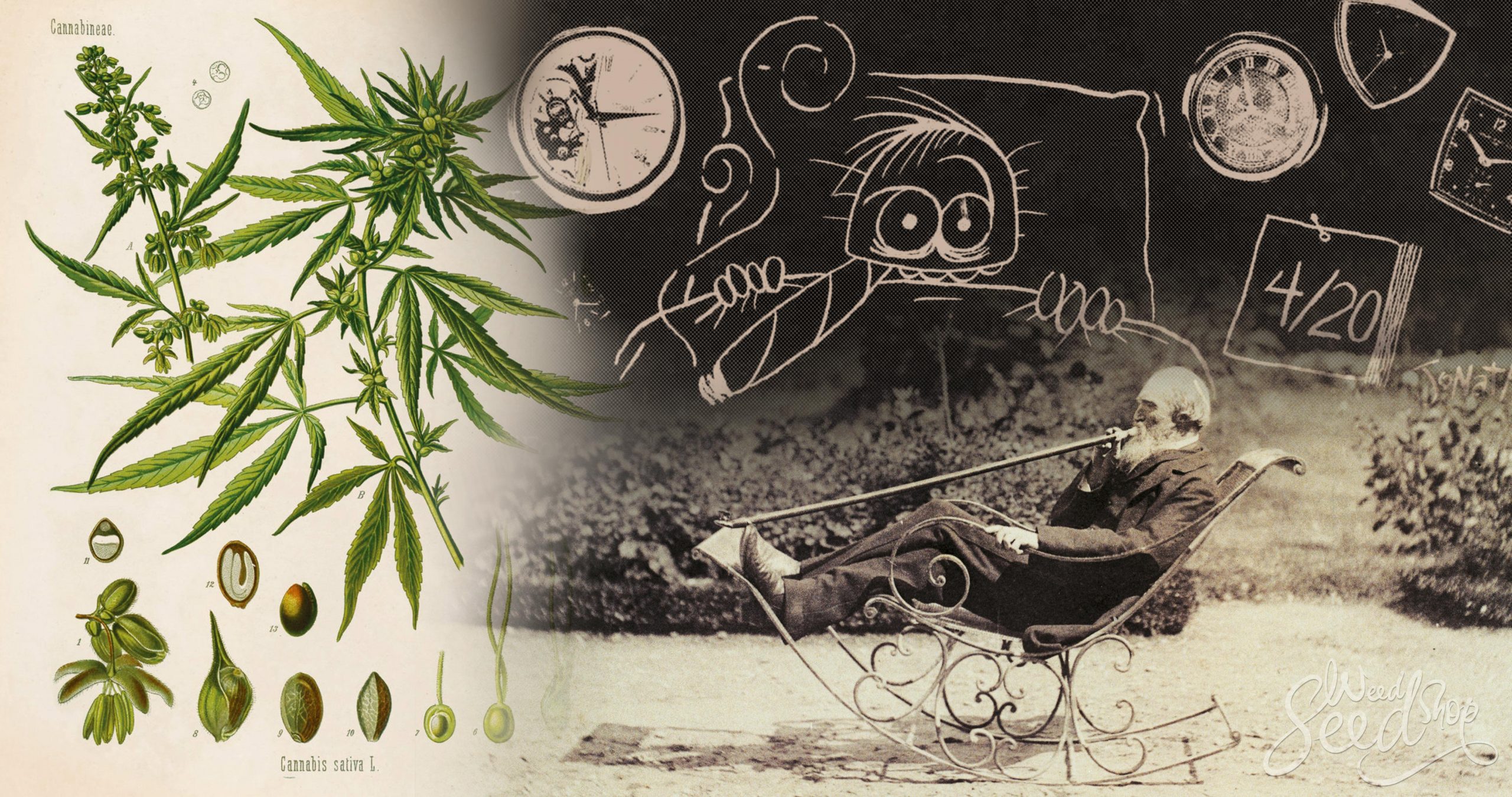 Farmer Dick™ short history of Marijuana - Farmer Dick